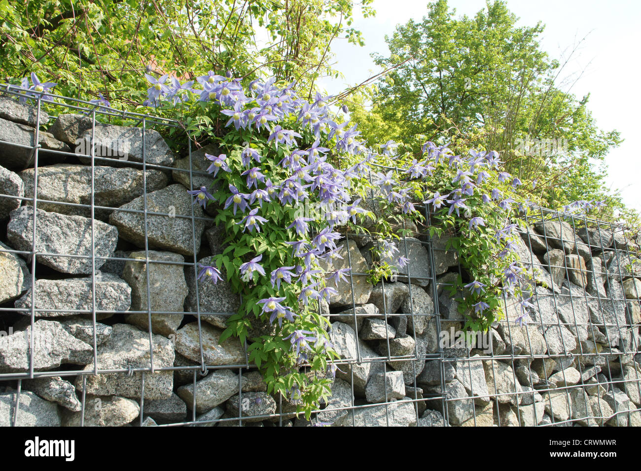 Clematis alpina hi-res stock photography and images - Alamy