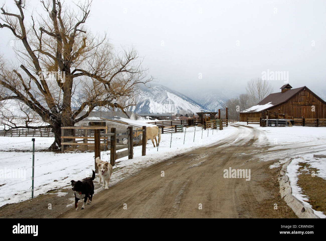 Barn at a ranch in wintry Carson Valley, Nevada, USA Stock Photo - Alamy