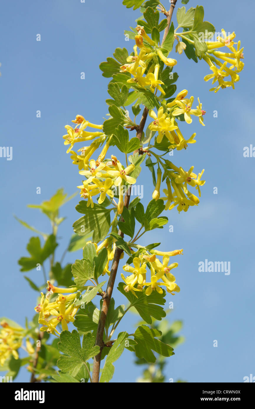 Missouri currant ribes aureum hi-res stock photography and images - Alamy