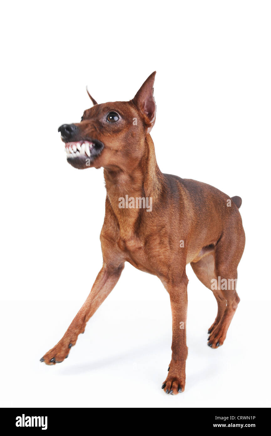 Red miniature pinscher Cut Out Stock Images & Pictures - Alamy