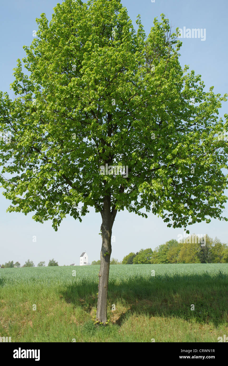 Large leaved lime tree hi-res stock photography and images - Alamy