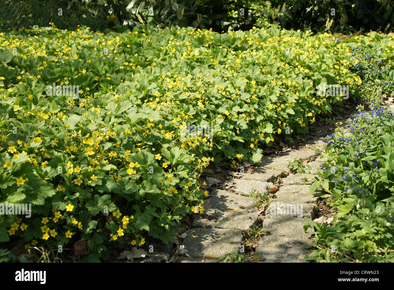 Waldsteinia geoides hi-res stock photography and images - Alamy