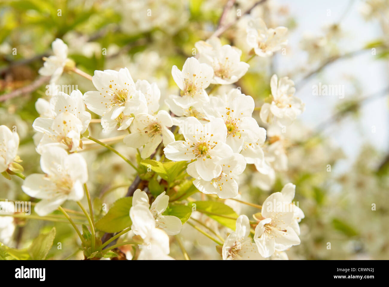 White cherry flowers Stock Photo - Alamy