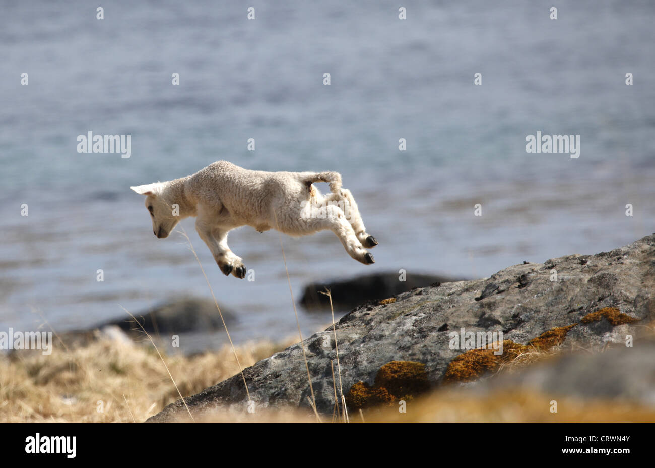 Lamb jumping hi-res stock photography and images - Alamy
