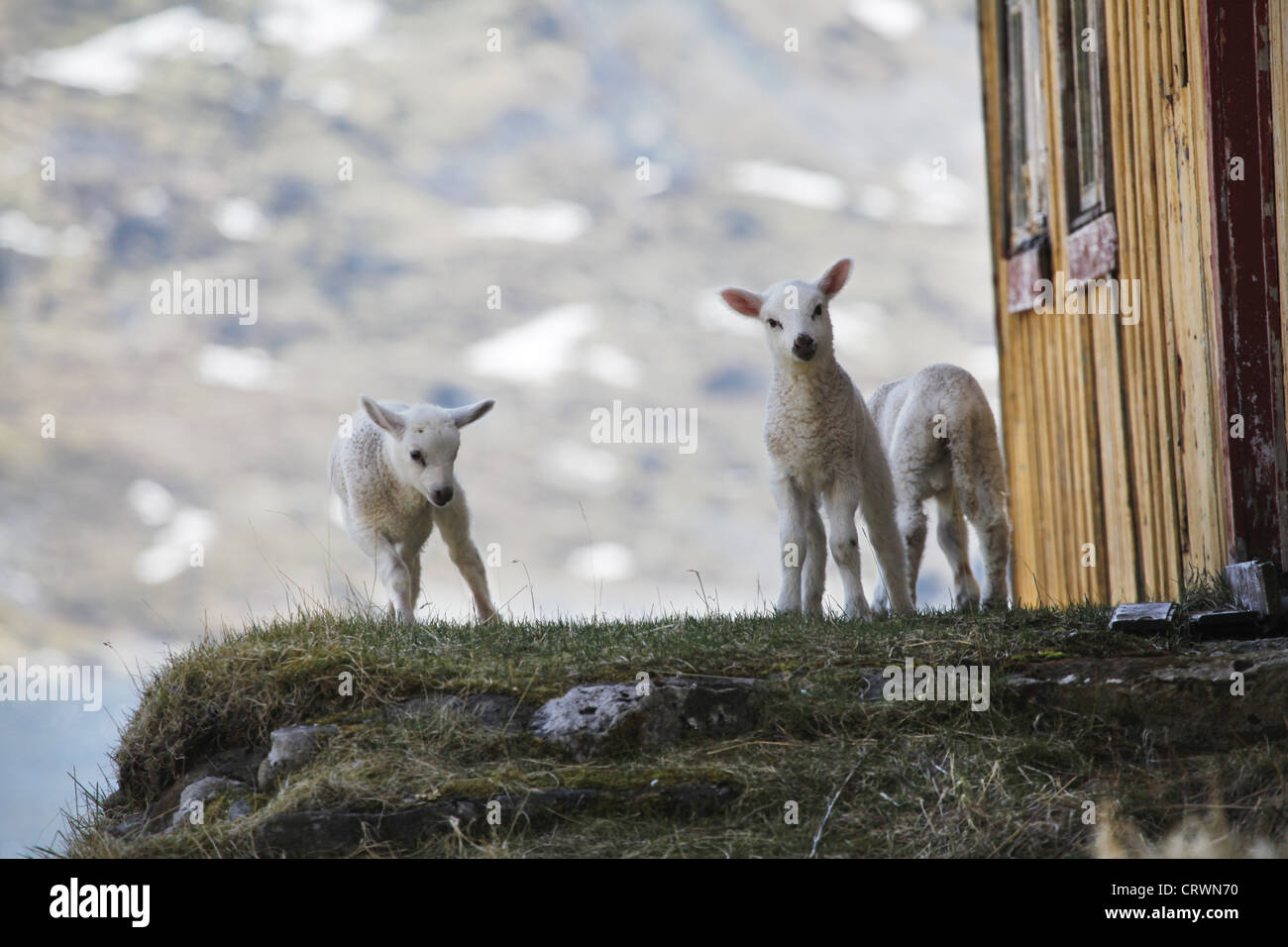 Three lamb hi-res stock photography and images - Alamy