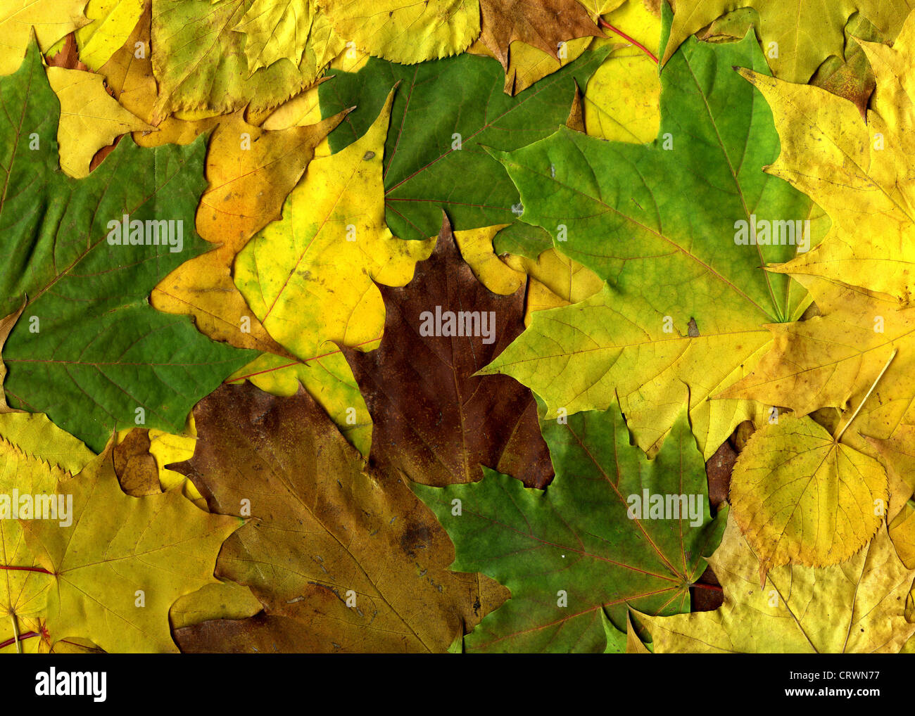 Golden leave pattern hi-res stock photography and images - Alamy
