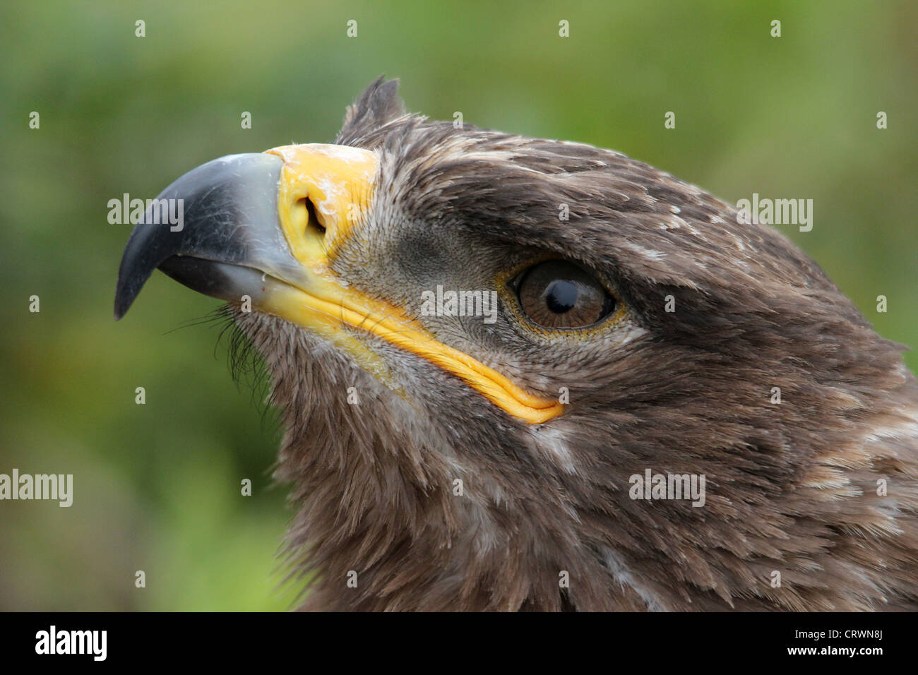 Steppe eagles head hi-res stock photography and images - Alamy