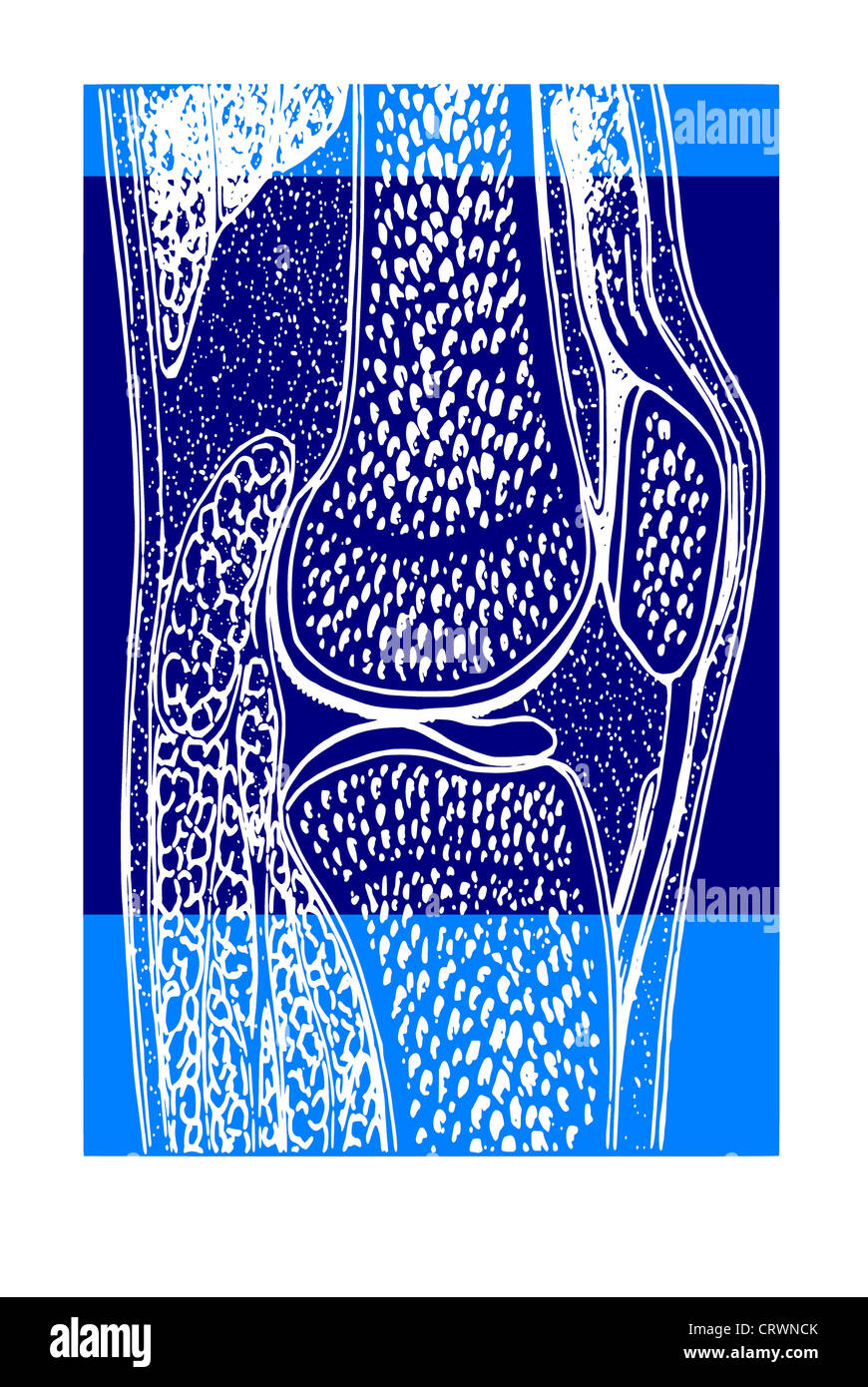 Menschliche knochen hi-res stock photography and images - Alamy