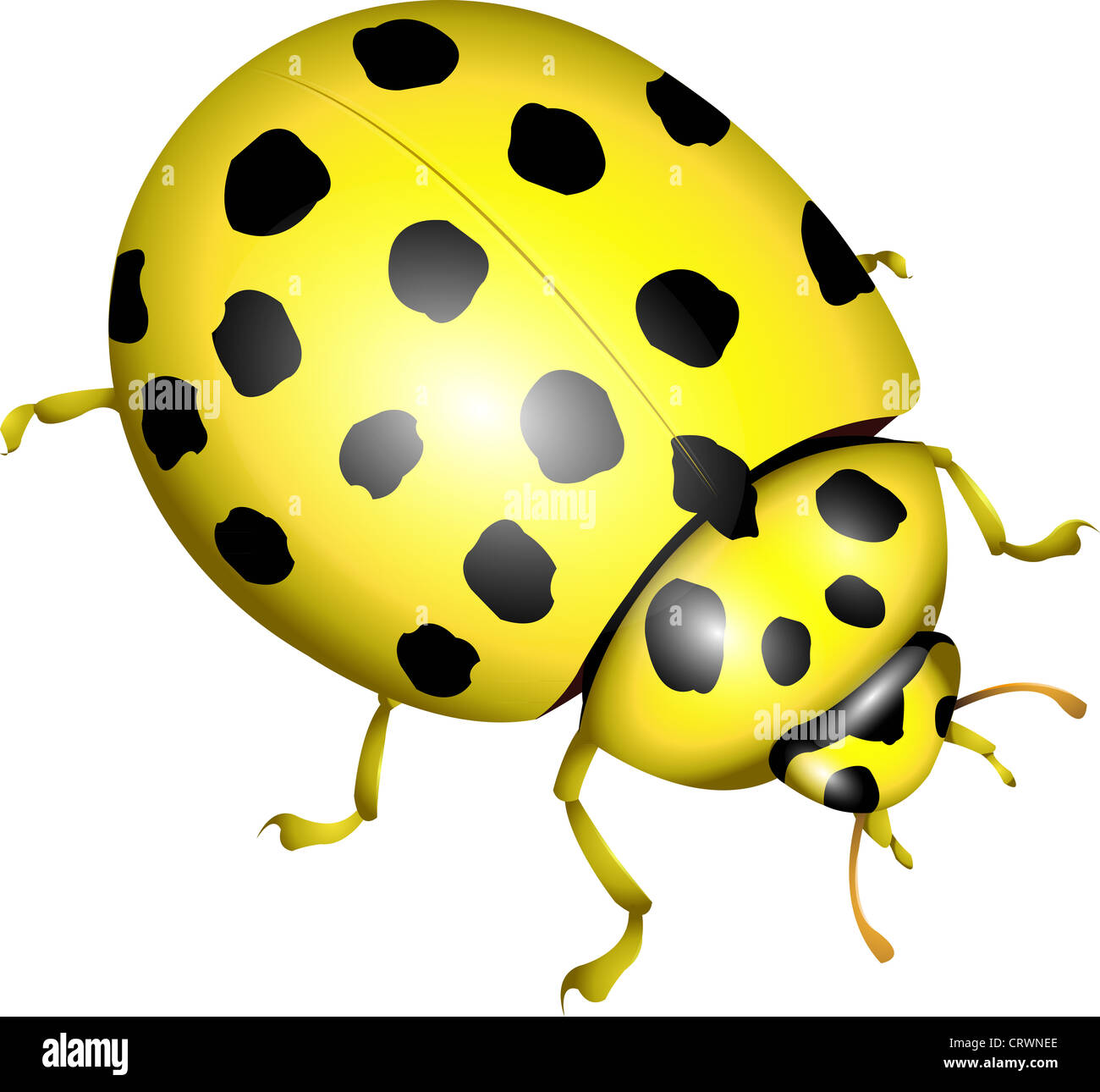 Seven dot ladybug hi-res stock photography and images - Alamy