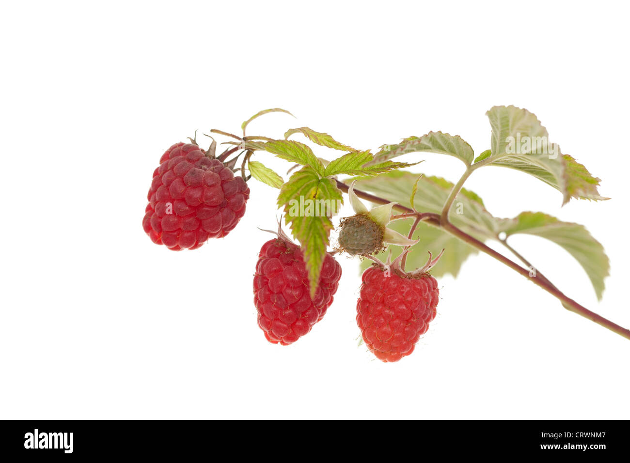 ripe raspberry on branch on white background Stock Photo - Alamy
