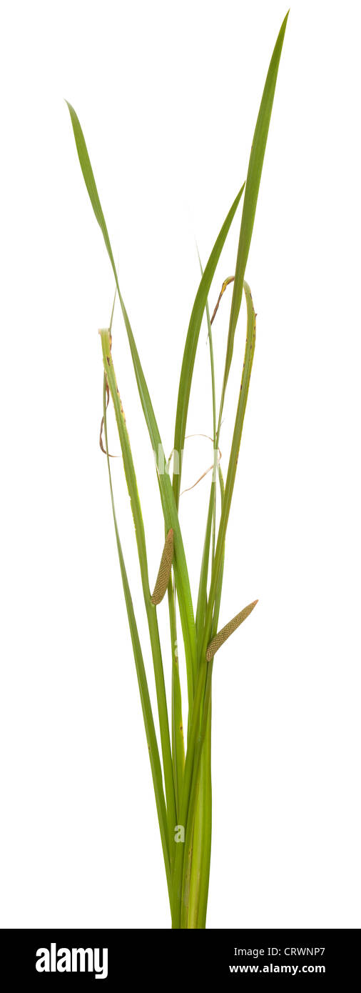 green leaf calamus with inflorescence on white background Stock Photo ...