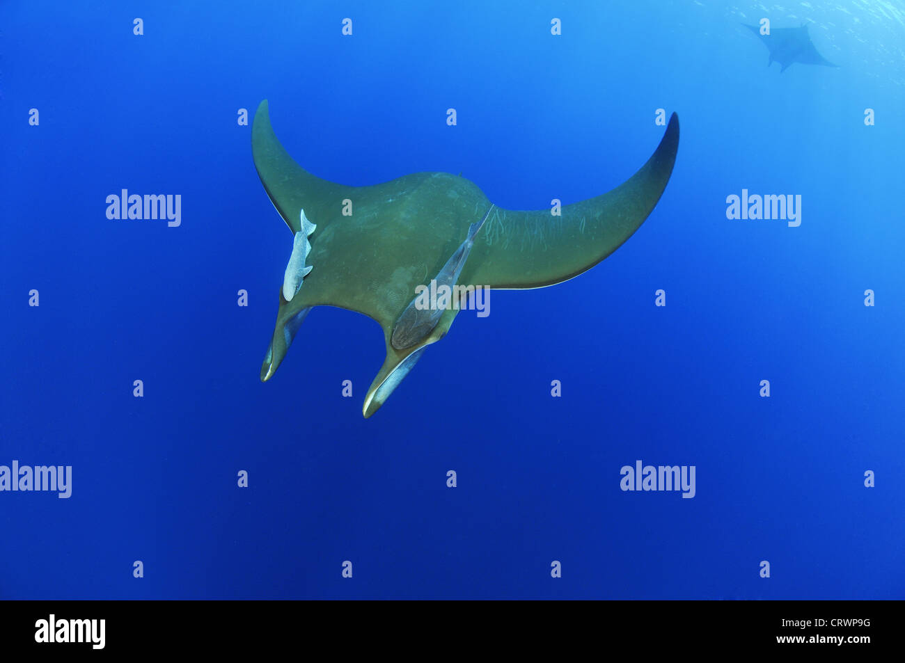 Manta ray hi-res stock photography and images - Alamy