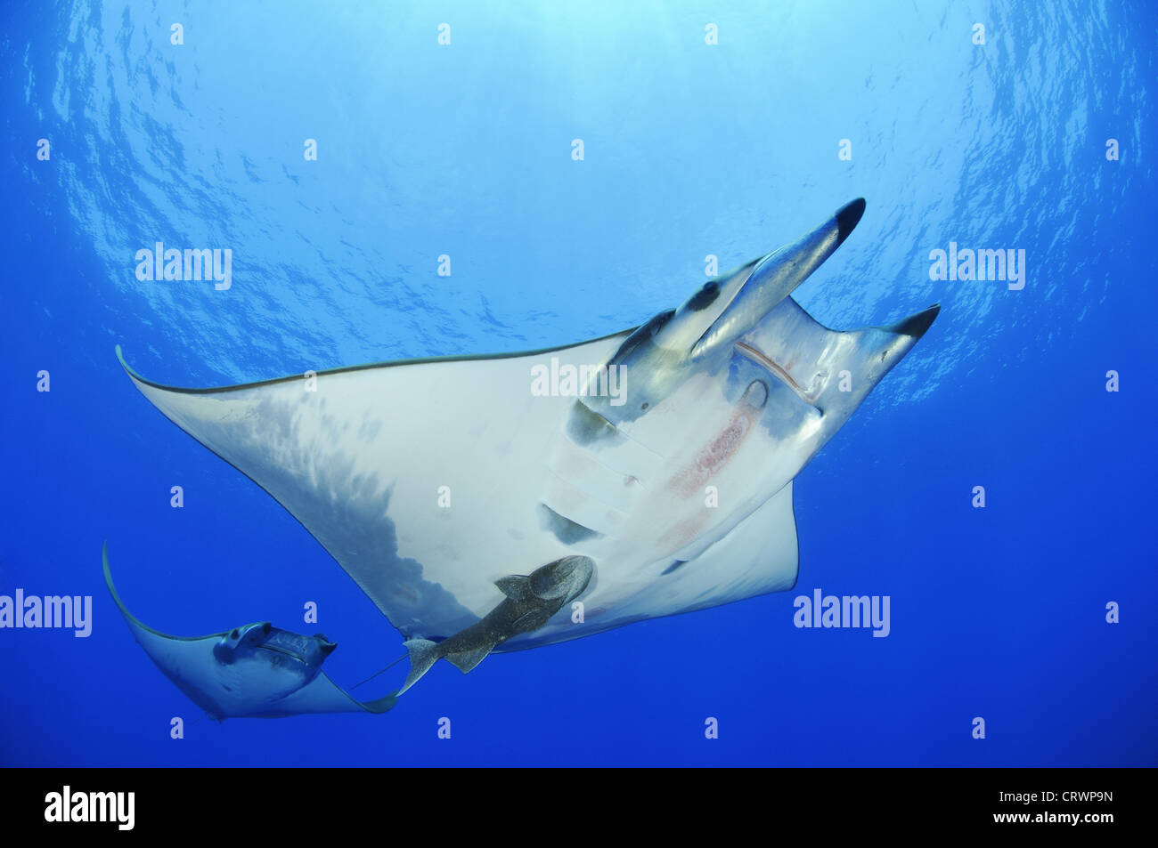 Atlantic manta rays hi-res stock photography and images - Alamy
