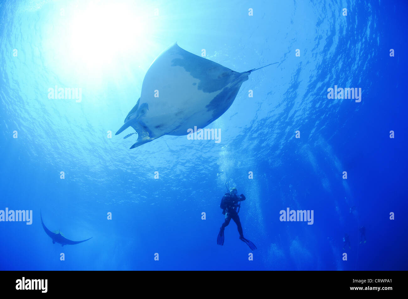 School of manta hi-res stock photography and images - Alamy