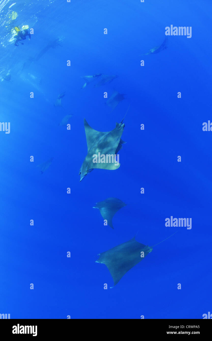 Mantas azores hi-res stock photography and images - Alamy