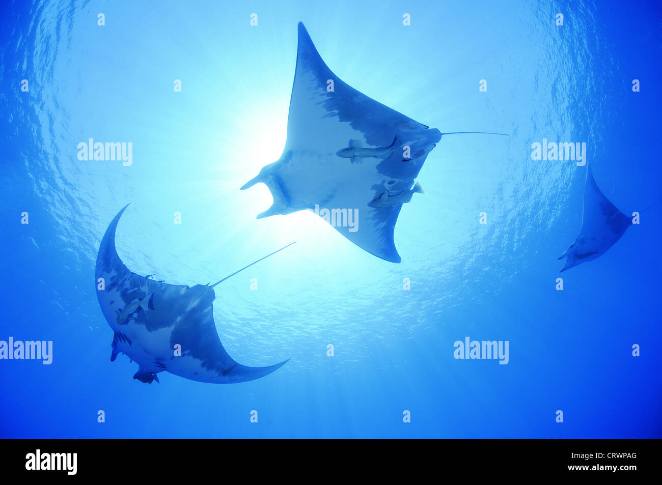 Manta rays hi-res stock photography and images - Alamy