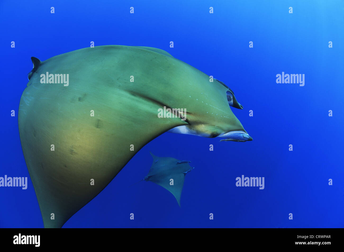 Mantas azores hi-res stock photography and images - Alamy