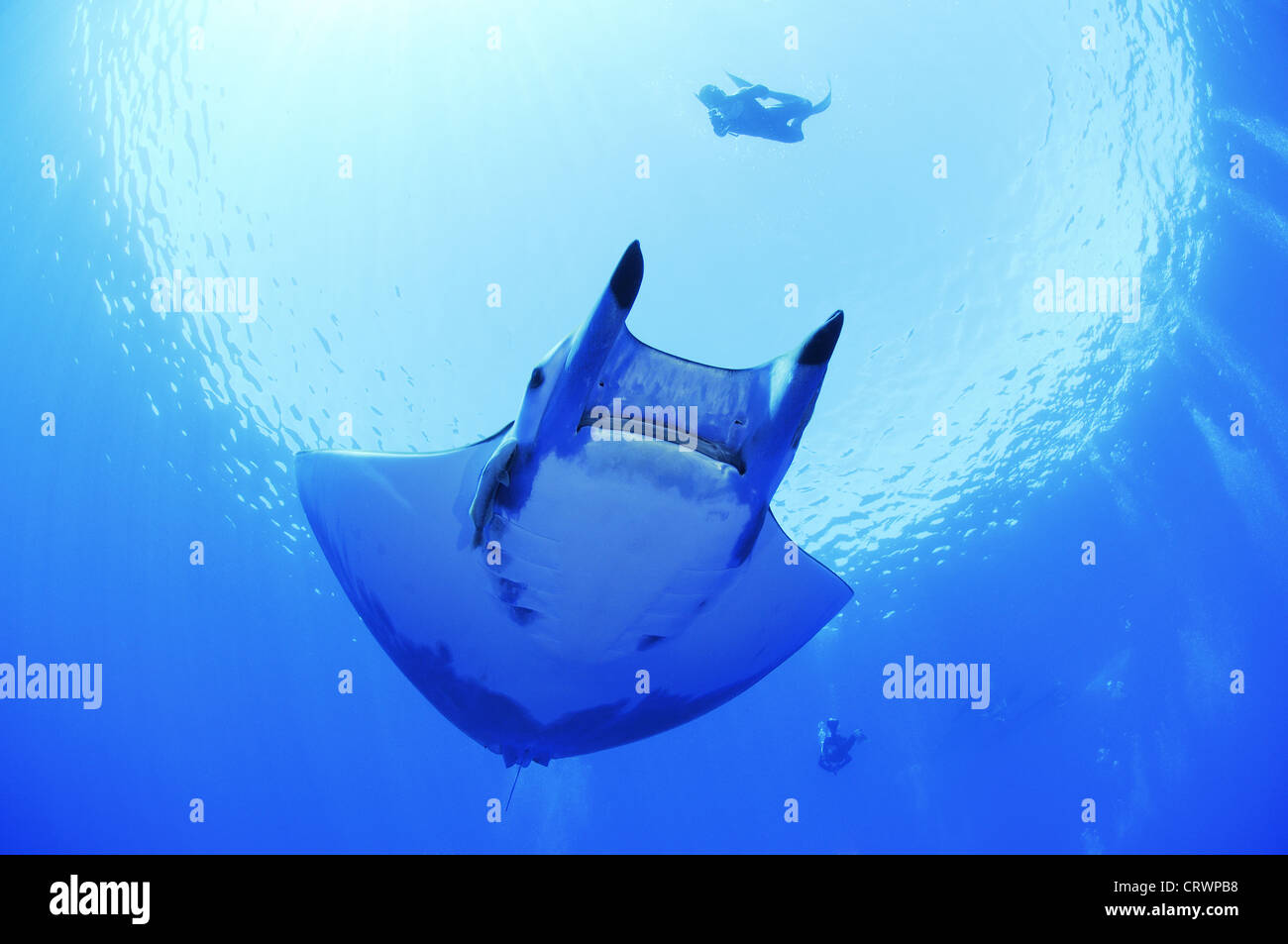 Scuba diver azores ray hi-res stock photography and images - Alamy