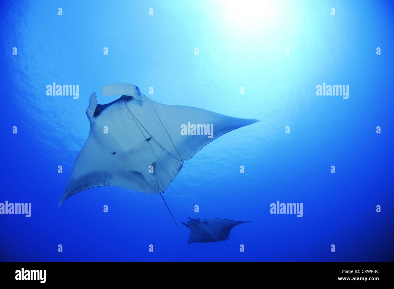Mantarochen hi-res stock photography and images - Alamy