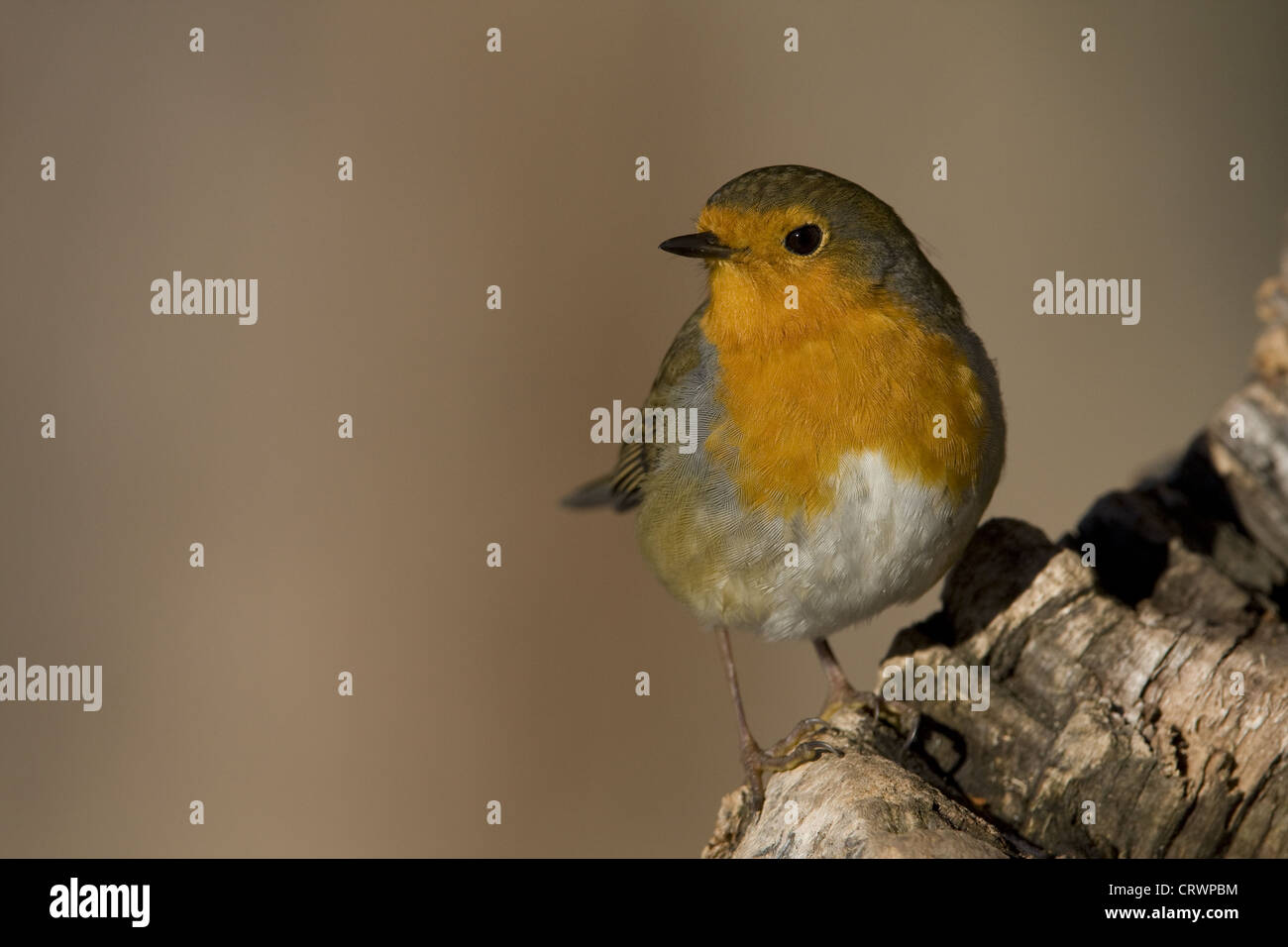 Robin wildlife hi-res stock photography and images - Alamy
