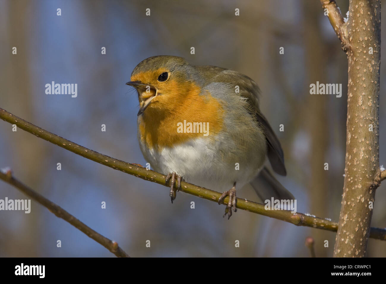 Robin wildlife hi-res stock photography and images - Alamy
