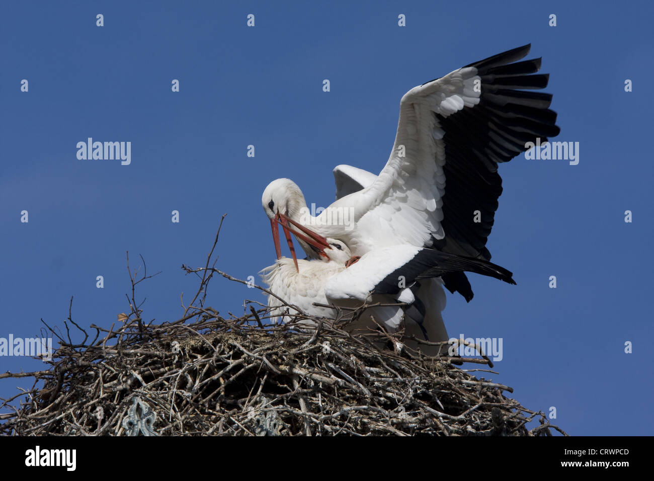 Bird season mating hi-res stock photography and images - Alamy