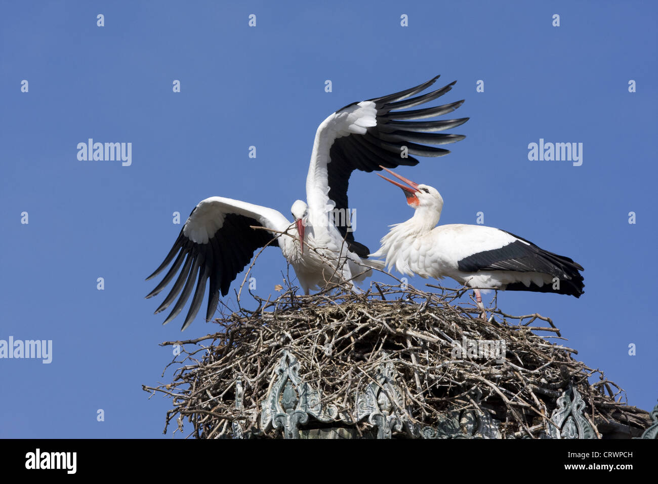 White storks mating Stock Photo - Alamy