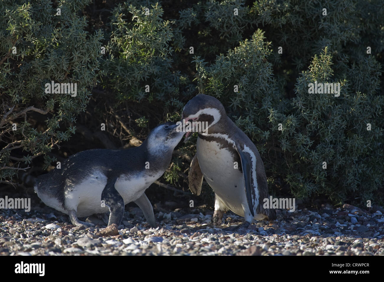 Magellan pinguine hi-res stock photography and images - Alamy