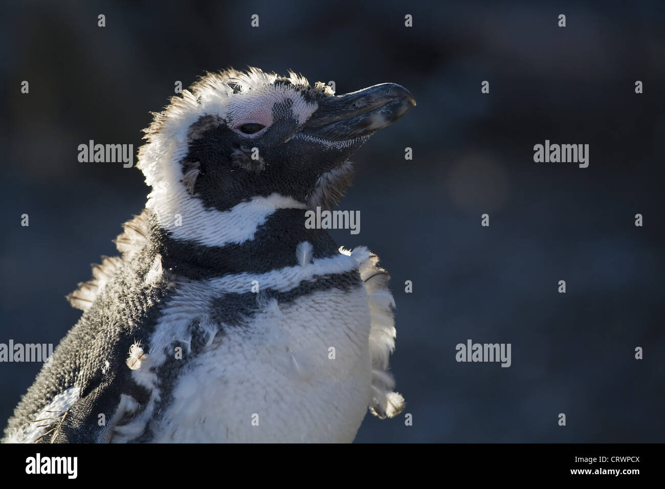 Magellan pinguine hi-res stock photography and images - Alamy