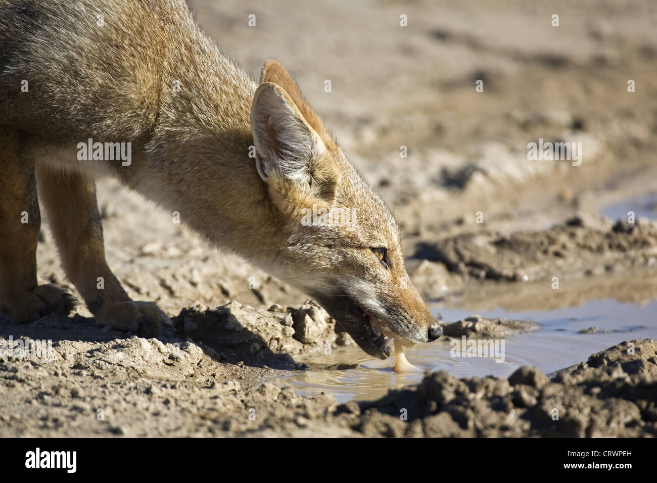 L zorro hi-res stock photography and images - Alamy