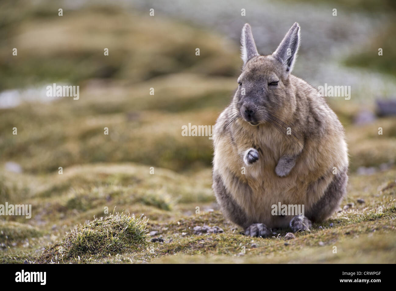 Bergviscachas hi-res stock photography and images - Alamy