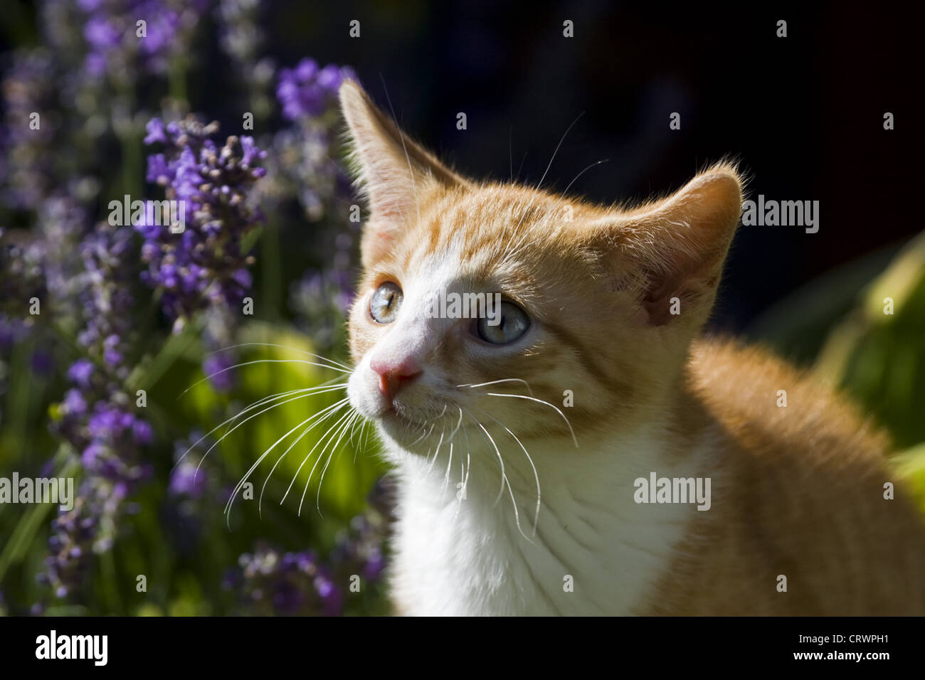 Kitten exploring the garden Stock Photo - Alamy