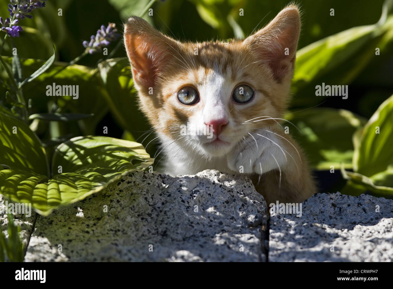 Kitten exploring the garden Stock Photo - Alamy