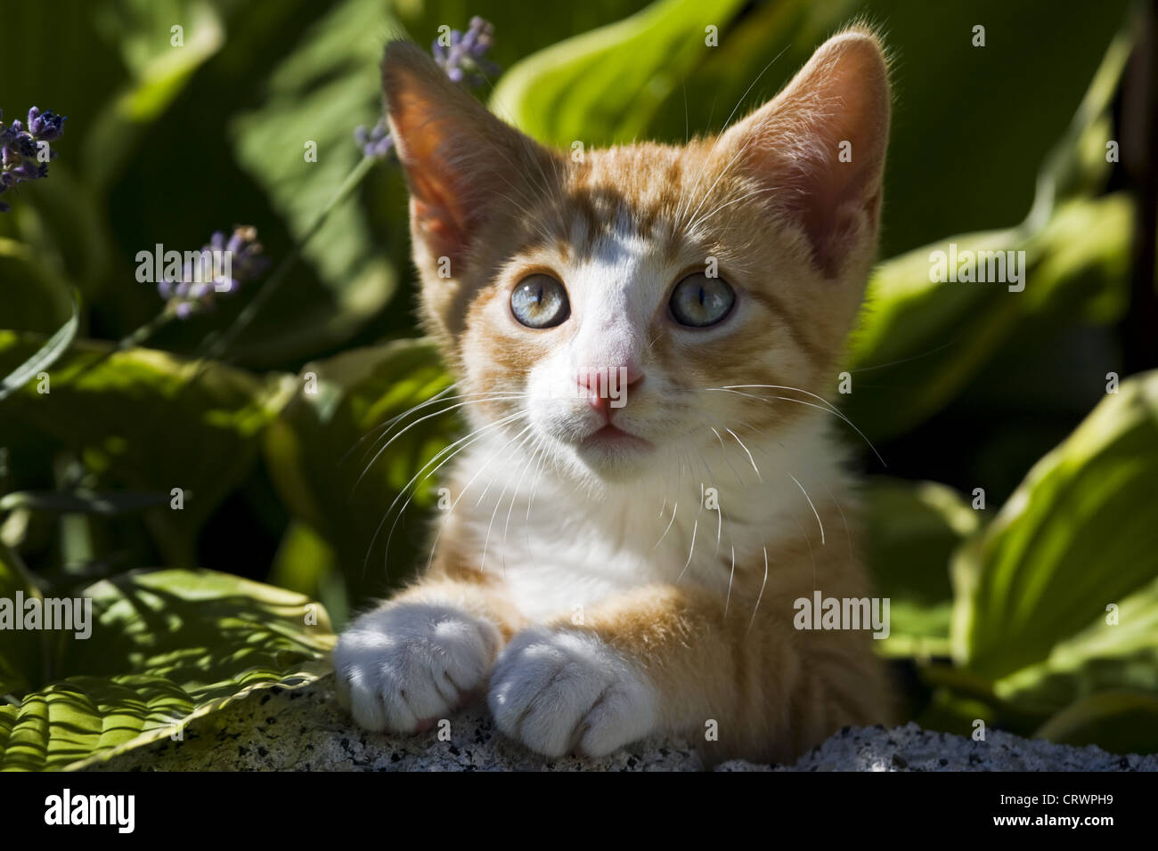 Kitten exploring the garden Stock Photo - Alamy