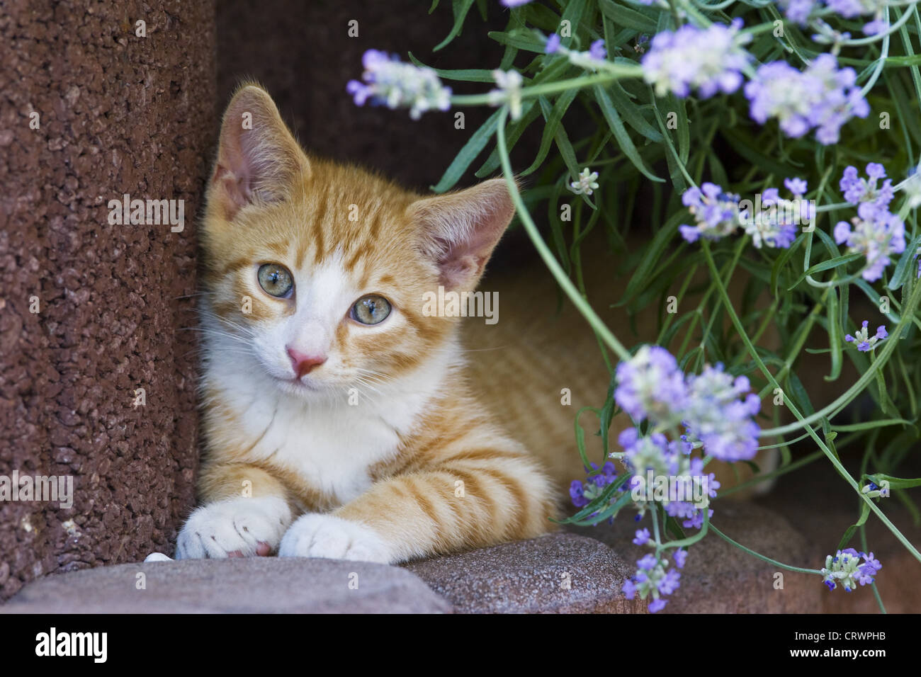 Kitten exploring the garden Stock Photo - Alamy