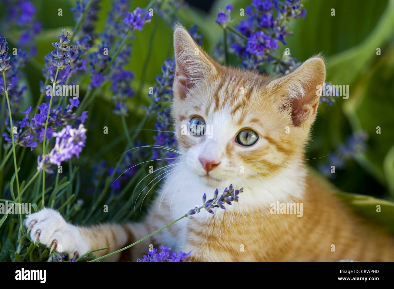 Kitten exploring the garden Stock Photo - Alamy