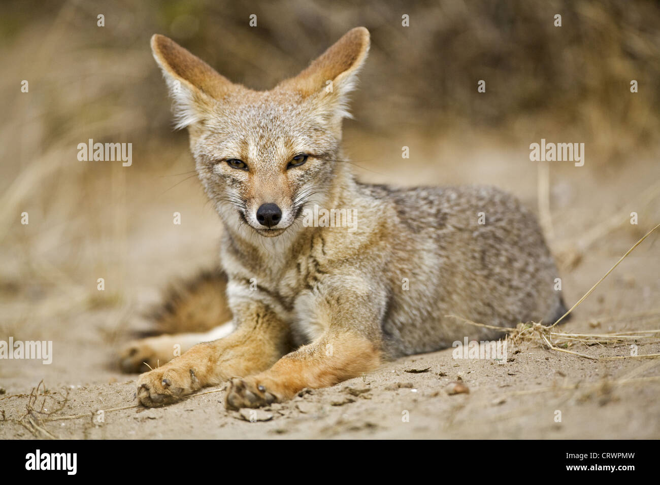 Zorro patagonia hi-res stock photography and images - Alamy
