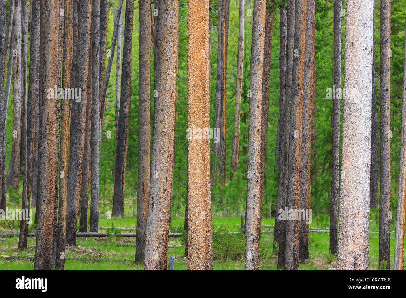Lodgepole pine forest hi-res stock photography and images - Alamy