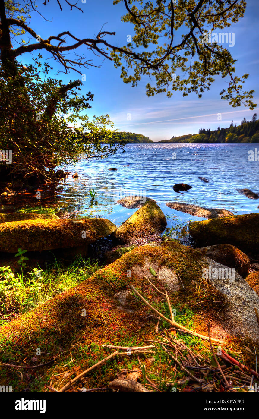 Burrator wood hi-res stock photography and images - Alamy