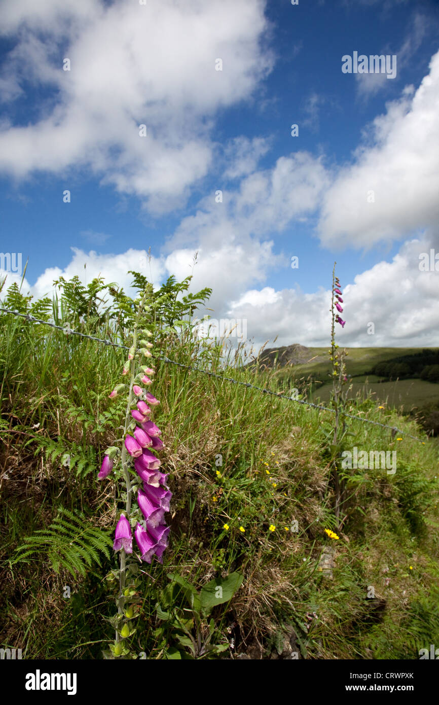 Foxglove uk meadow hi-res stock photography and images - Alamy