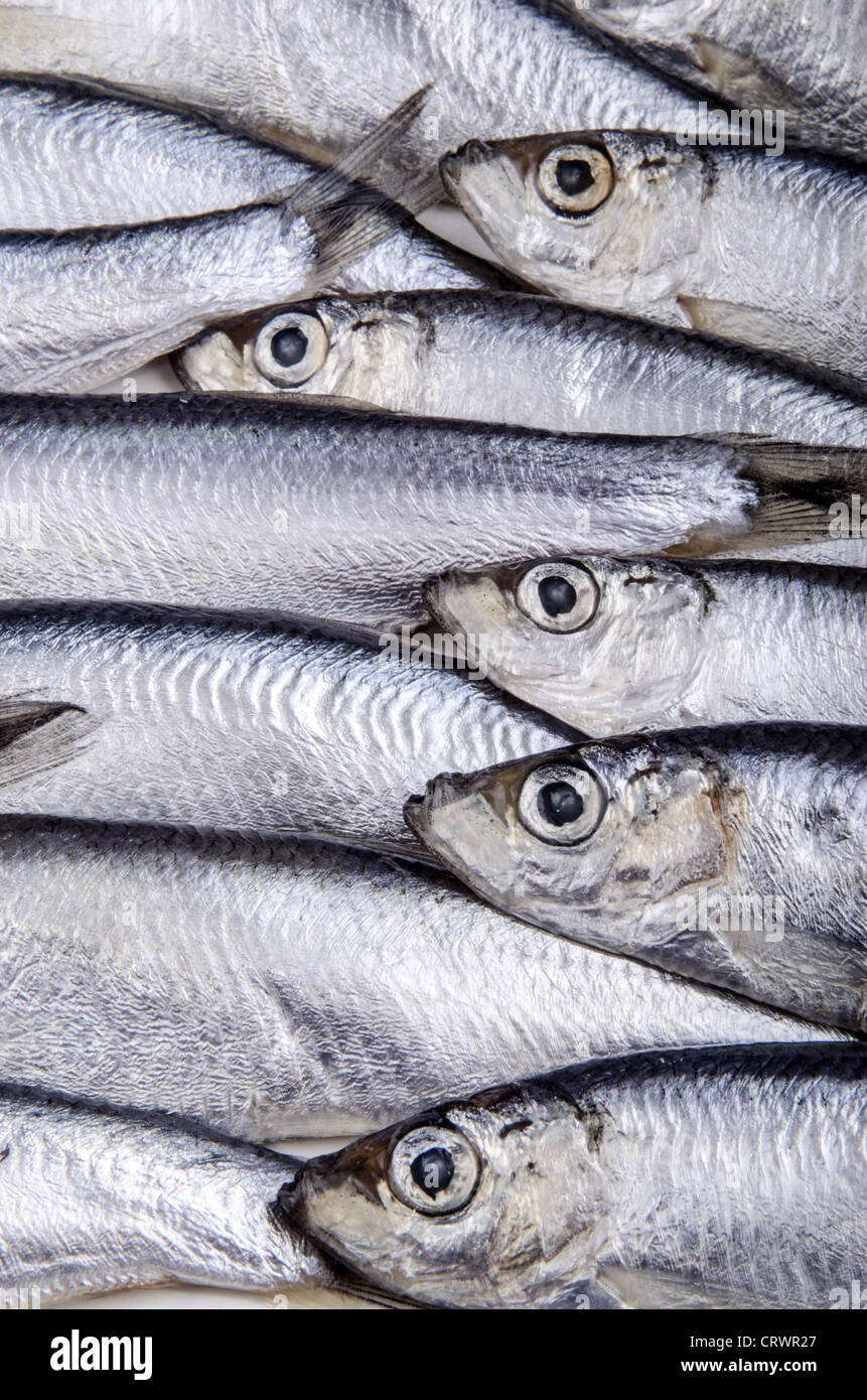 Sprat hi-res stock photography and images - Alamy