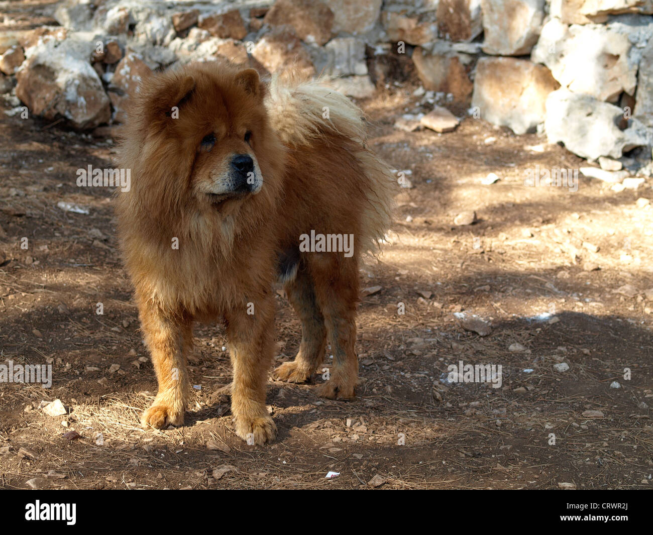 Chow Chow Leon