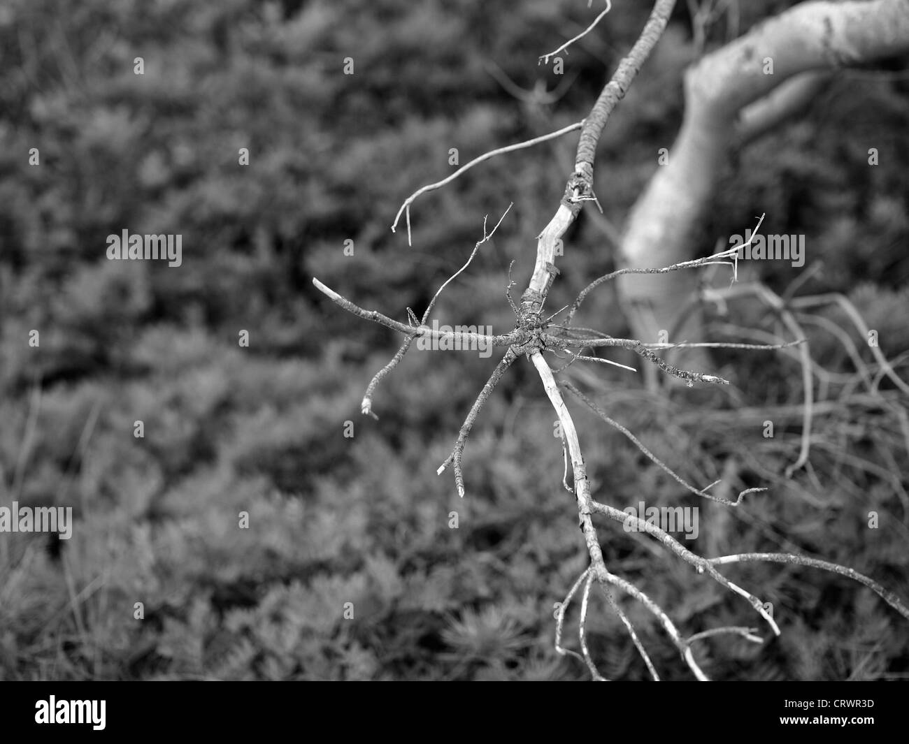 Dry tree branch among bushes Stock Photo - Alamy