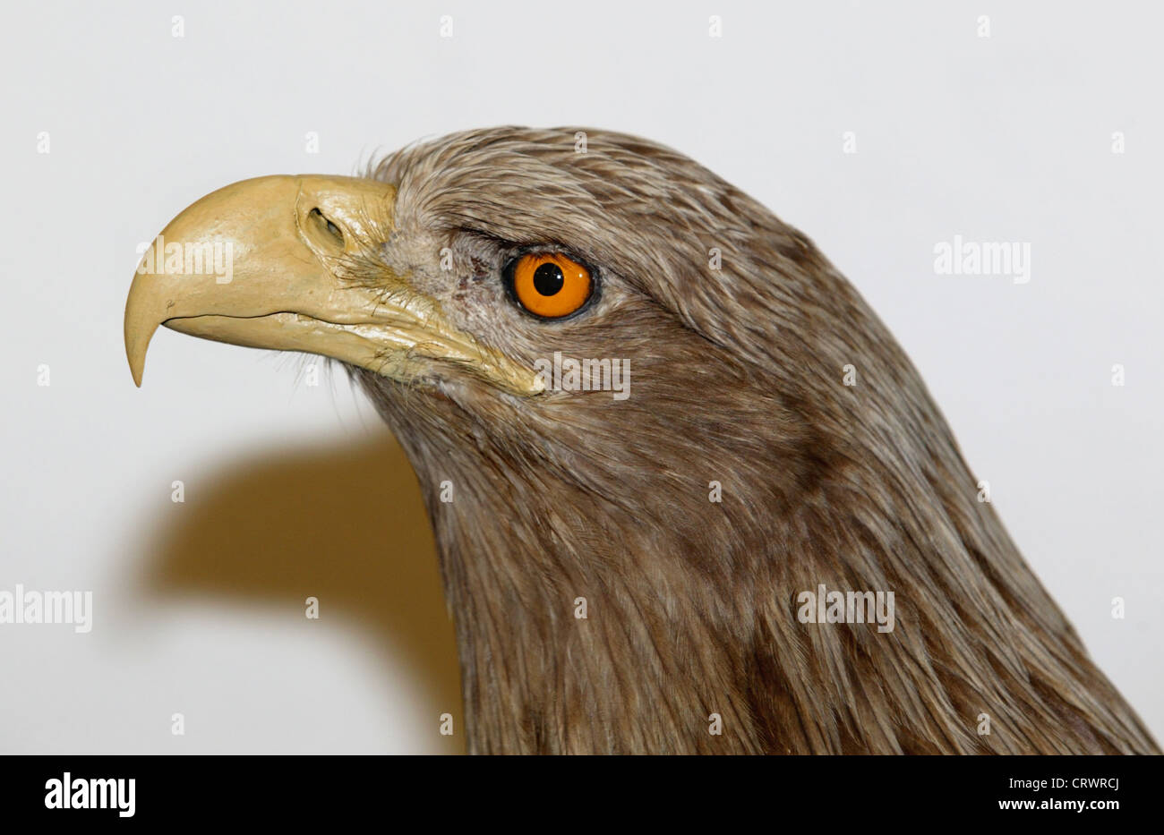 German eagle eagles hi-res stock photography and images - Alamy