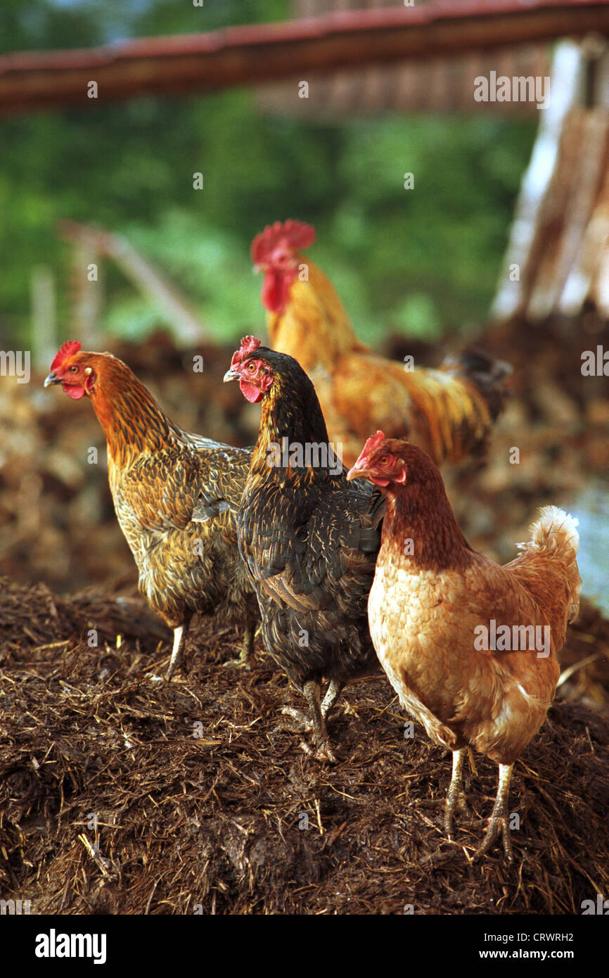 Chickens outdoors on a dunghill Stock Photo - Alamy
