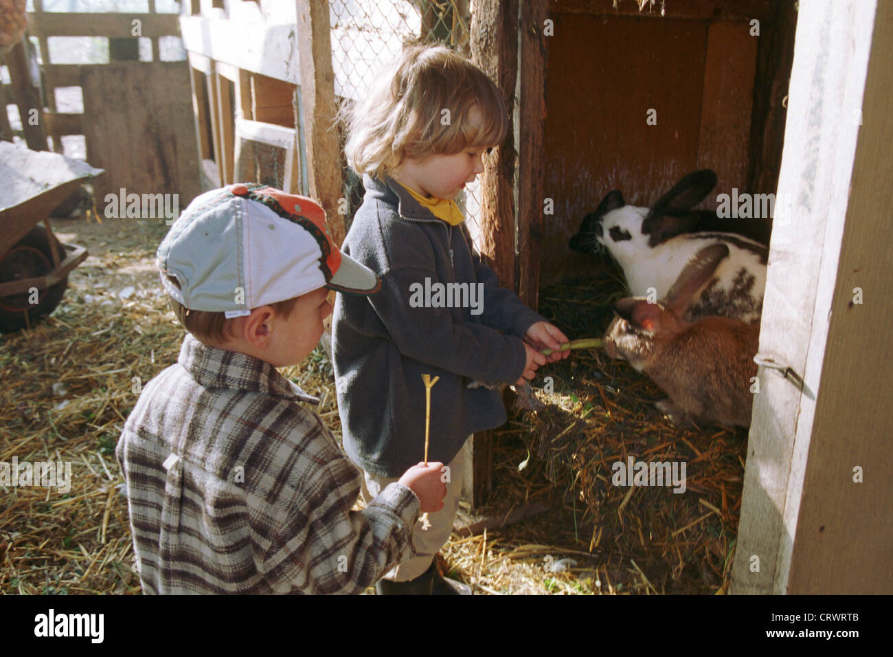 One child when feeding rabbits Stock Photo - Alamy