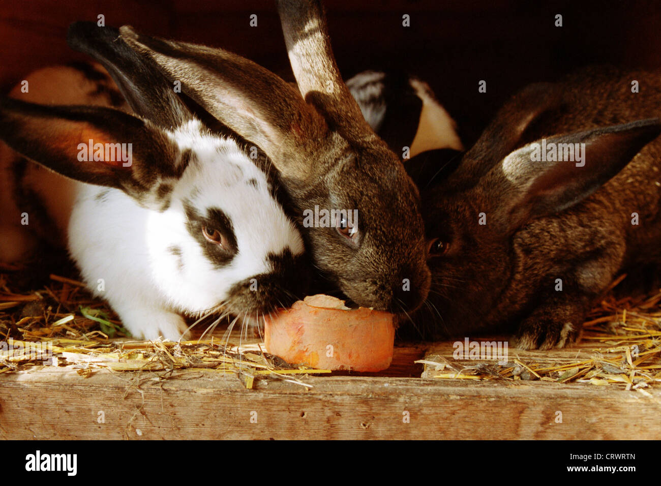 Rabbits during feeding Stock Photo - Alamy
