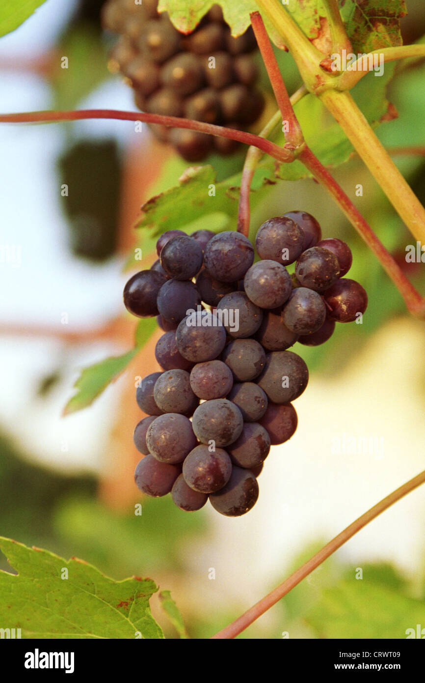 Ripe red grapes on the vine Stock Photo - Alamy