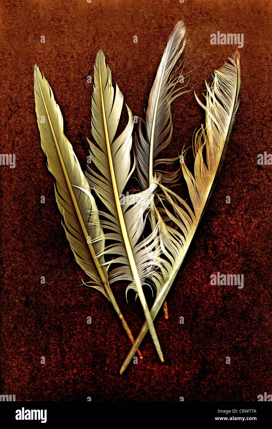 Four white feathers hi-res stock photography and images - Alamy