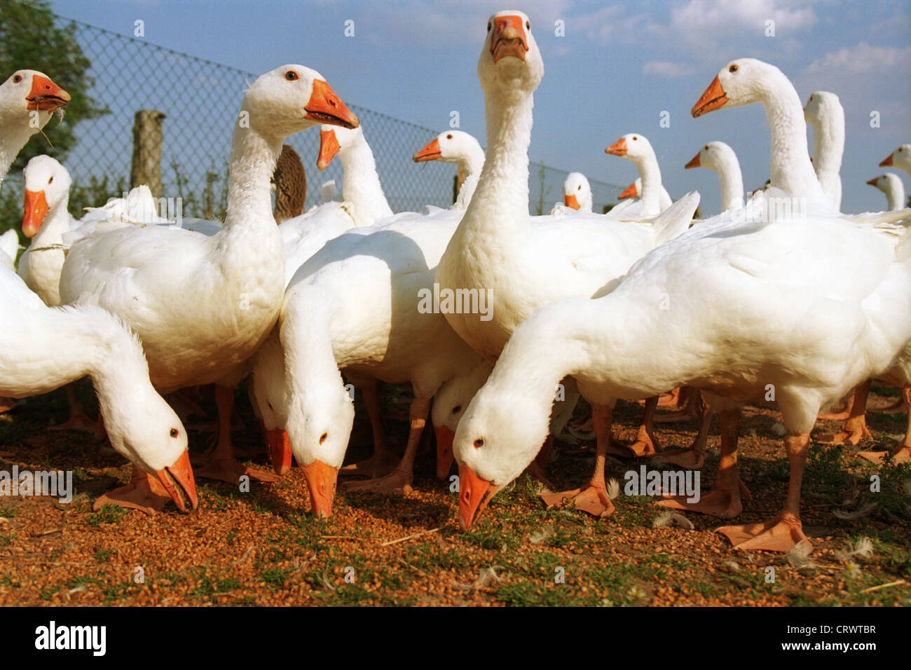 When feeding geese Stock Photo - Alamy